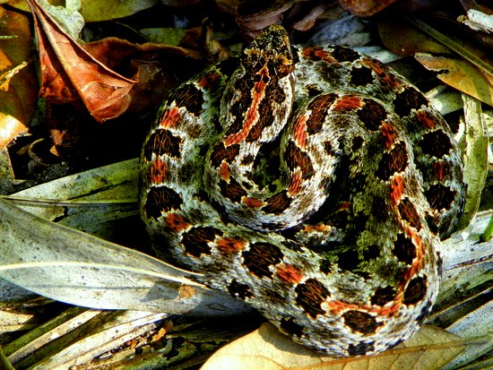 Photographing Snakes in the Wild - Waking Up Wild | Waking Up Wild