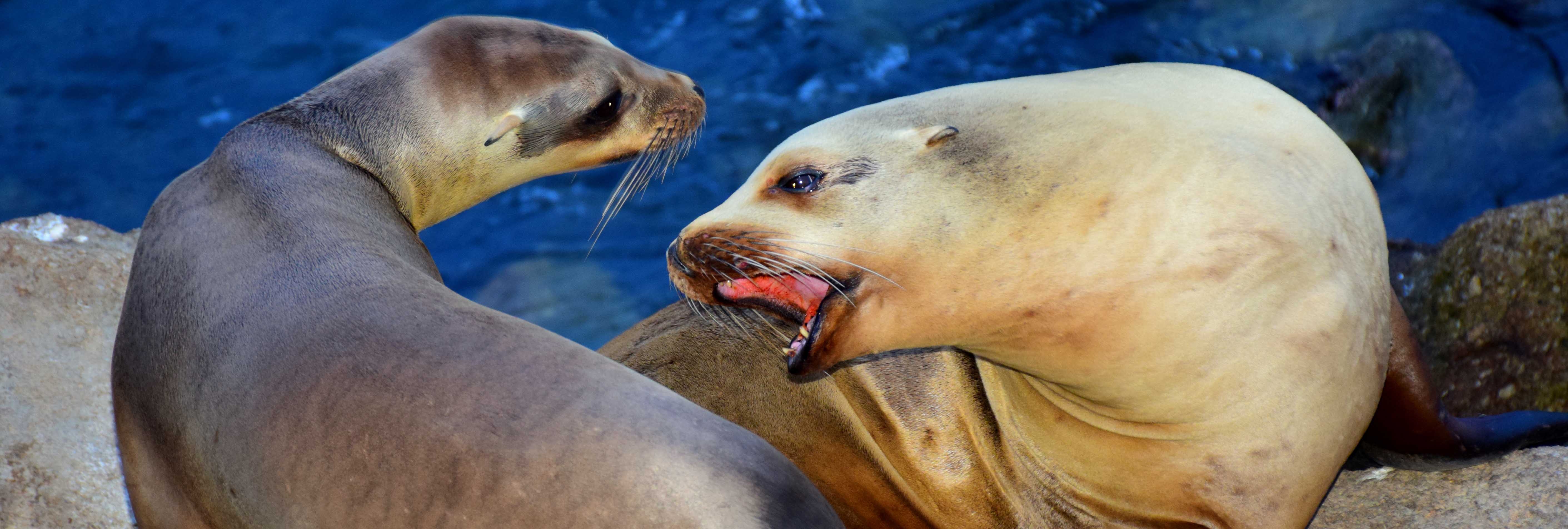 seals - Waking Up Wild | Waking Up Wild