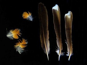 Bird Feather Identification Guide - Waking Up Wild | Waking Up Wild