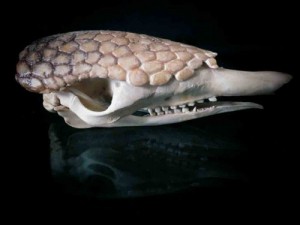 Animal Skull Identification Guide - Waking Up Wild | Waking Up Wild