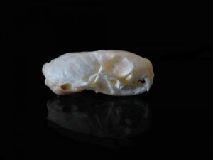 Animal Skull Identification Guide - Waking Up Wild | Waking Up Wild