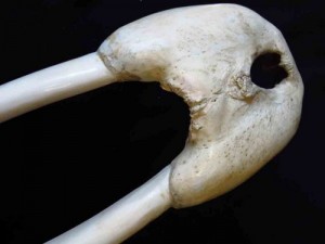 Animal Skull Identification Guide - Waking Up Wild | Waking Up Wild