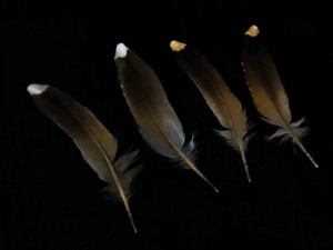 Bird Feather Identification Guide - Waking Up Wild | Waking Up Wild