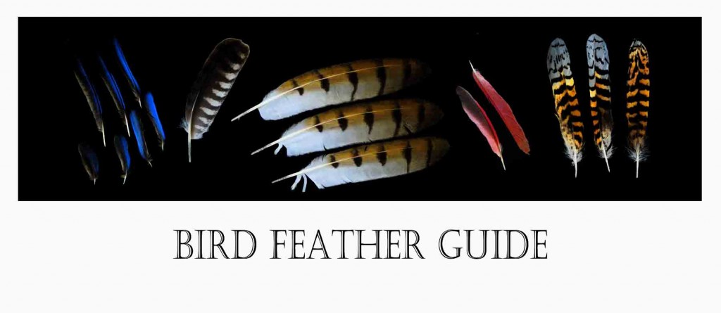 Identification Guides: Animal Skulls & Bird Feathers - Waking Up Wild ...