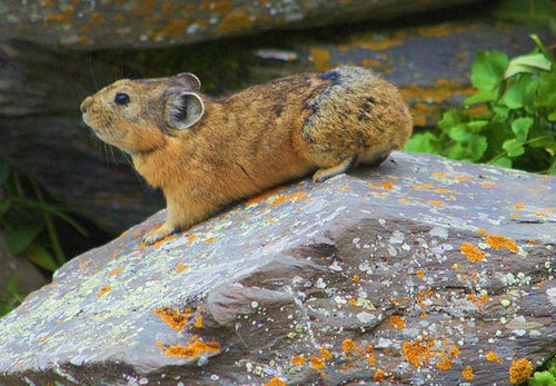 Go and Find the Real Pikachu - Waking Up Wild | Waking Up Wild