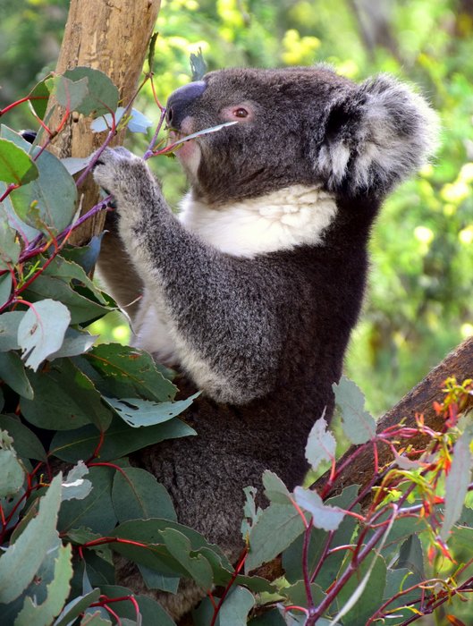 Best Places to See Koalas in Australia - Waking Up Wild | Waking Up Wild