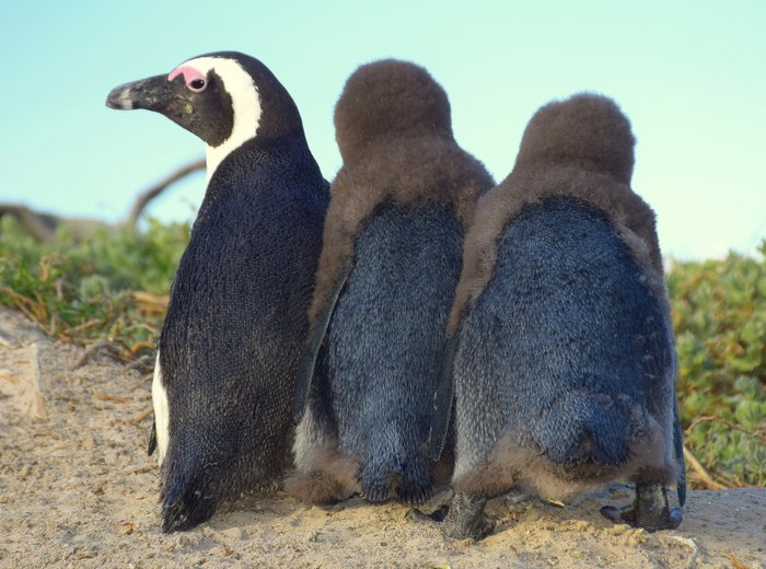 Cape Town's Top 5 Outdoor & Wildlife Experiences - Waking Up Wild ...