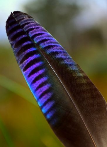 The Nature & Beauty of Bird Feathers - Waking Up Wild | Waking Up Wild