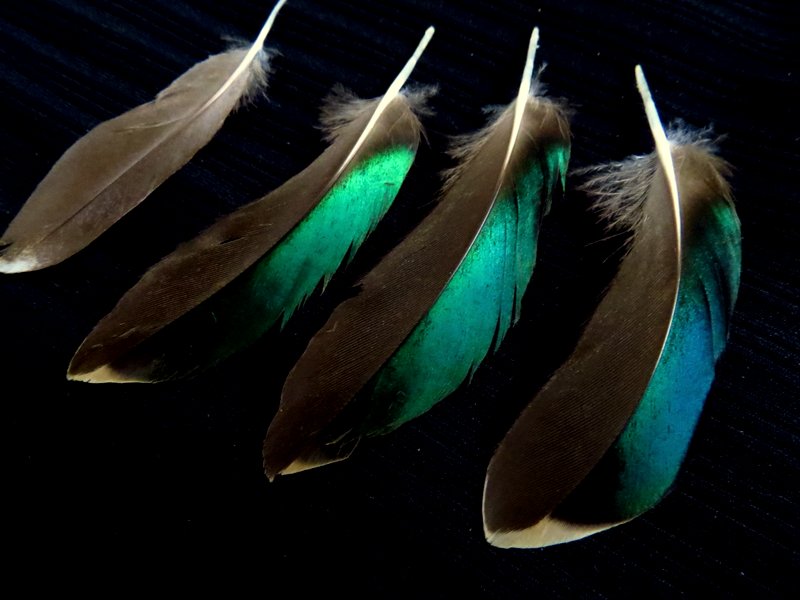 The Nature & Beauty of Bird Feathers - Waking Up Wild | Waking Up Wild