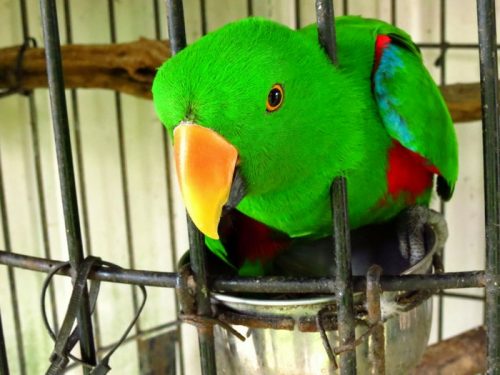 Searching for Parrots in...Europe? - Waking Up Wild | Waking Up Wild