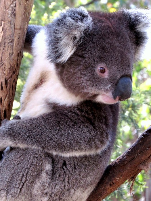 Best Places to See Koalas in Australia - Waking Up Wild | Waking Up Wild