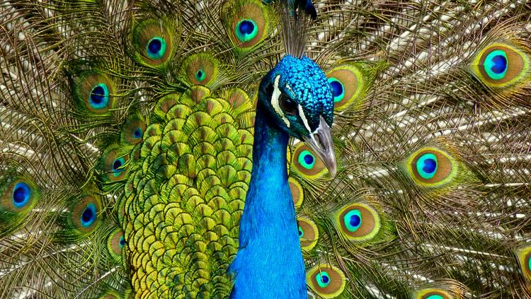 Experience the Best of Nature and Excitement in Malaysia - Waking Up ...