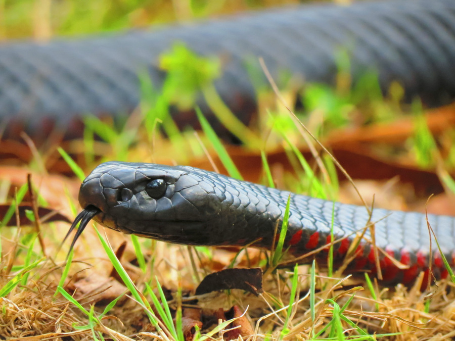 Snake Bites and How to Treat Them - Waking Up Wild | Waking Up Wild