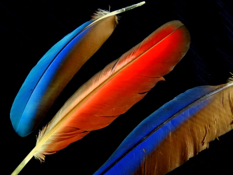 The Nature & Beauty of Bird Feathers - Waking Up Wild | Waking Up Wild