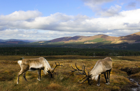 5 Must-Visit National Parks in the UK - Waking Up Wild | Waking Up Wild