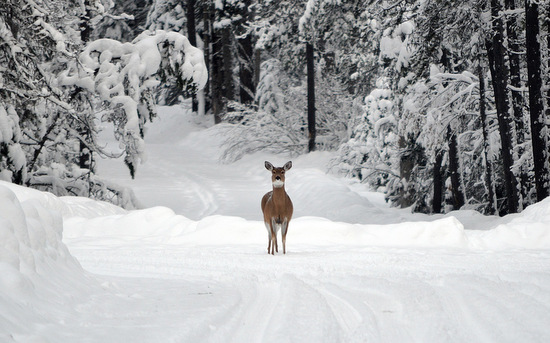 6 Tips for Becoming a Great Deer Photographer - Waking Up Wild | Waking ...