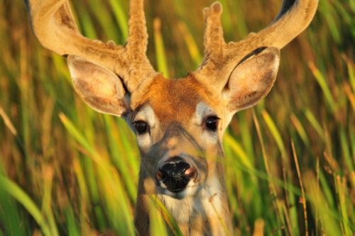 The Beginner's Guide to Deer Hunting - Waking Up Wild | Waking Up Wild