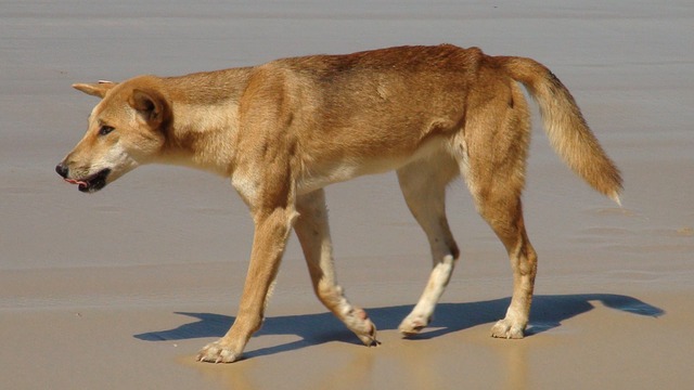 Best Places to Spot Iconic Australian Wildlife in the Wild - Waking Up ...