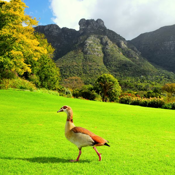 Cape Town's Top 5 Outdoor & Wildlife Experiences - Waking Up Wild ...