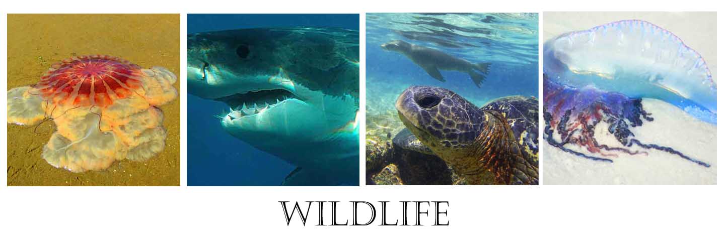 ocean - Waking Up Wild | Waking Up Wild