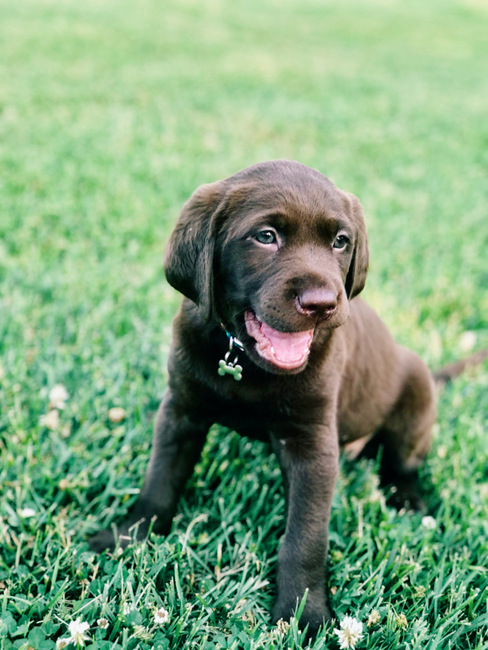 Everything You Need to do Before You Bring Your New Puppy Home - Waking ...