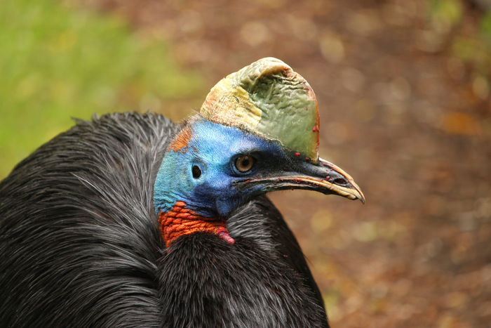 Best Places to Spot Iconic Australian Wildlife in the Wild - Waking Up ...