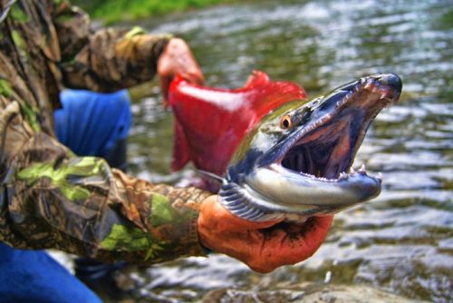 Seattle's Top 5 Outdoor & Wildlife Experiences - Waking Up Wild ...