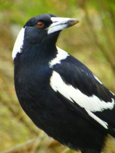 Guide to Common Birds of Tasmania , Australia | Waking Up Wild