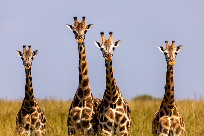 The Best Places to See In Uganda - Waking Up Wild | Waking Up Wild