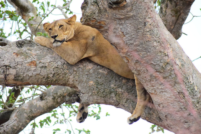 The Best Places to See In Uganda - Waking Up Wild | Waking Up Wild